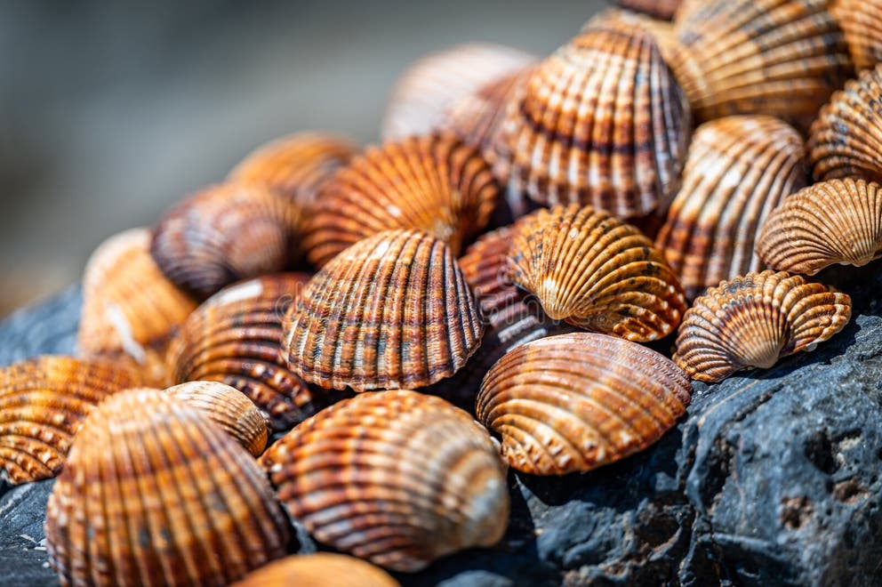 Many Different Shells Stacked Together on Costa Del Sol Beach, Spain ...