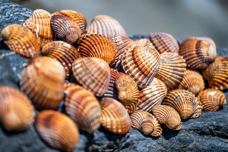Many Different Shells Stacked Together on Costa Del Sol Beach, Spain ...