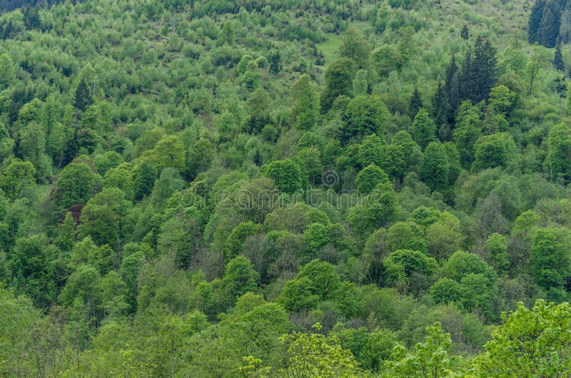 Many Different Trees at Mountain Stock Photo - Image of bike, outdoor ...