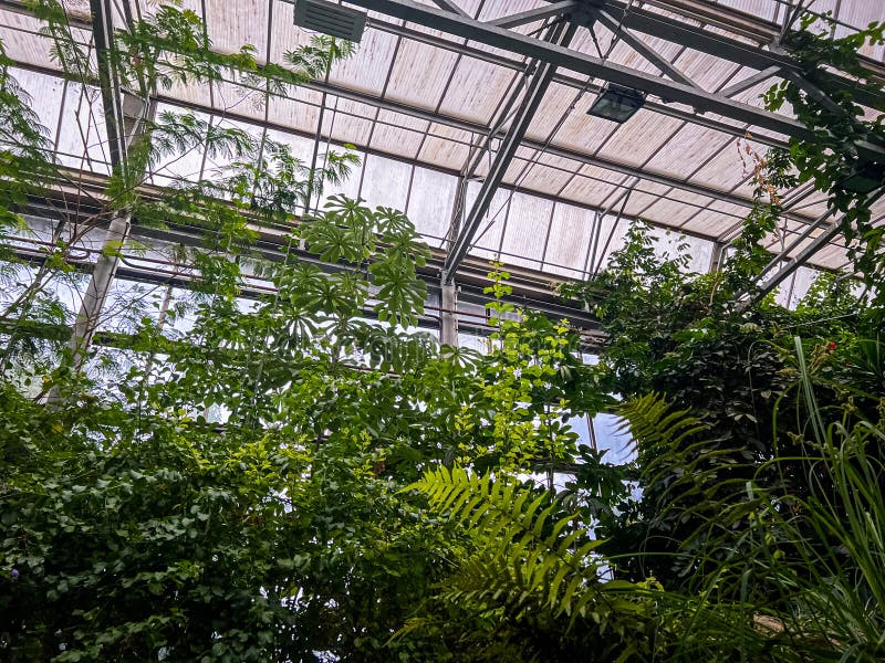 Many Different Tropical Plants Growing in Greenhouse Stock Photo ...