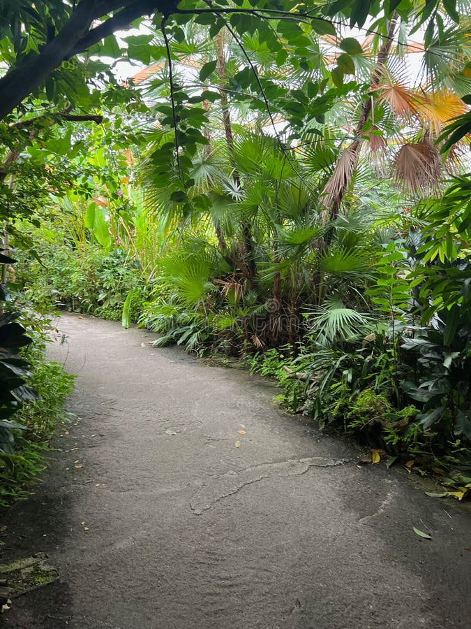 Many Different Tropical Plants and Path in Greenhouse Stock Image ...