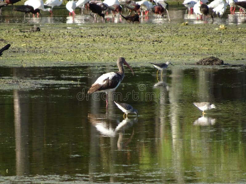 Birds fishing in the swamp stock photo. Image of fishing - 114521474