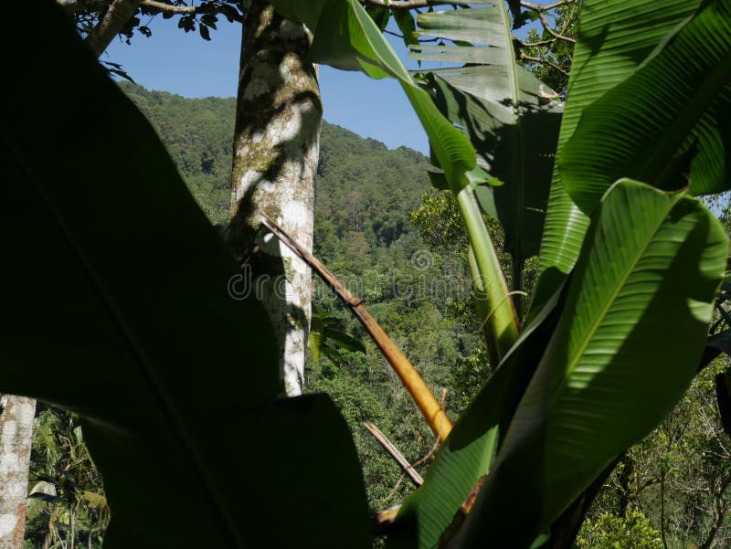 Many Different Types of Trees in Indonesian Forest Stock Image - Image ...