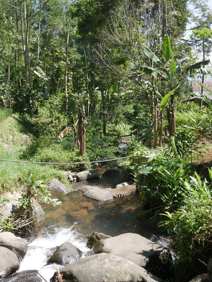 Many Different Types of Trees and River in Indonesian Forest Stock ...