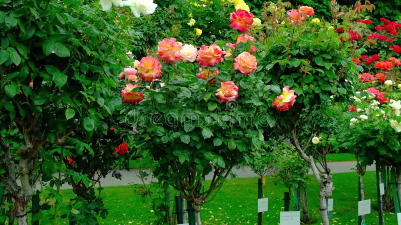 Many Different Varieties of Roses in the Garden at the Exhibition ...