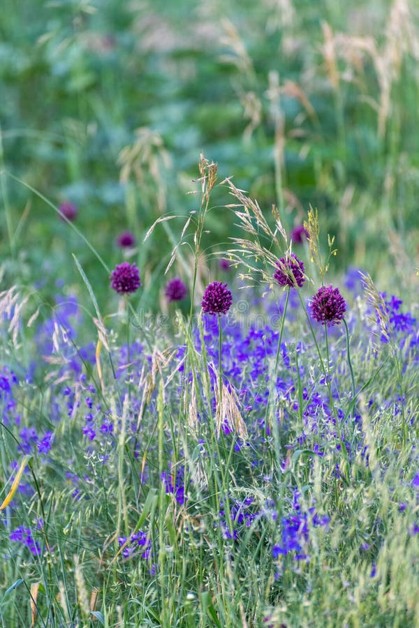 Many Different Wild Blue Wildflowers, Nature in June Stock Image ...
