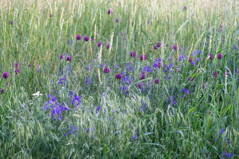 Many Different Wild Blue Wildflowers, Nature in June Stock Image ...