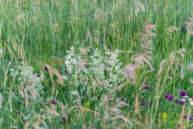Many Different Wild Blue Wildflowers, Nature in June Stock Photo ...