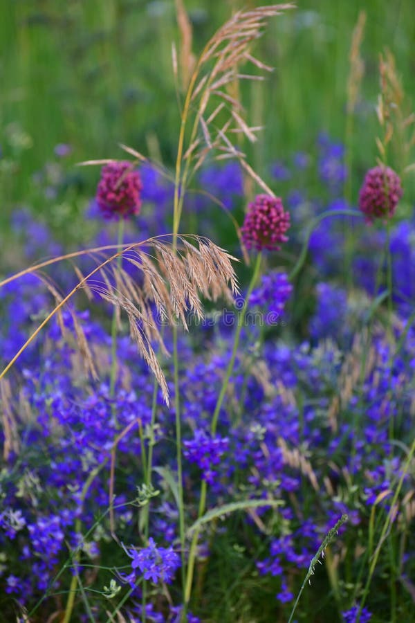 Many Different Wild Blue Wildflowers, Nature in June Stock Image ...