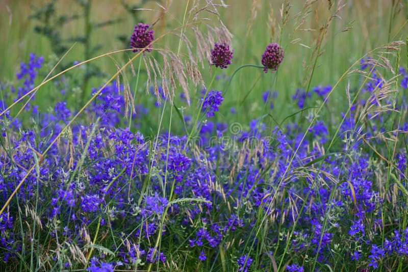 Many Different Wild Blue Wildflowers, Nature in June Stock Photo ...
