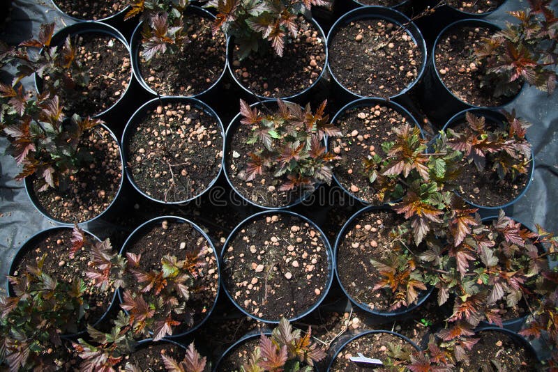 Many Different Young Plants in Pots in a Nursery Garden Stock Photo ...