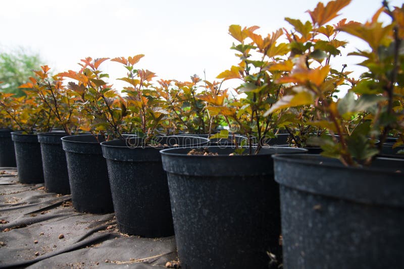 Many Different Young Plants in Pots in a Nursery Garden Stock Image ...