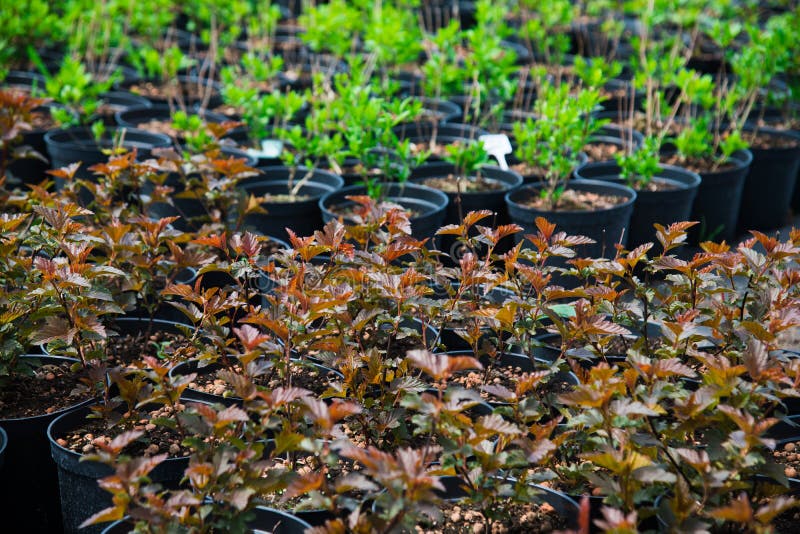 Many Different Young Plants in Pots in a Nursery Garden Stock Image ...