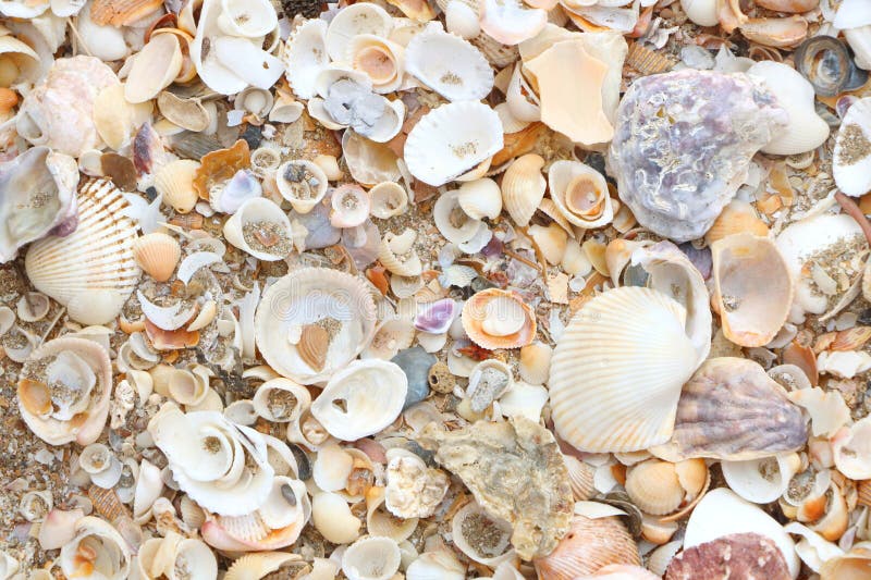Many Dirty Broken Sea Shells Background Stock Photos - Free & Royalty ...