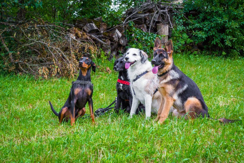 Many dogs stock photo. Image of dogs, german, pack, shepherd - 75152988