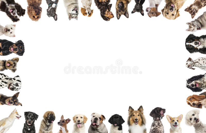 Many Dogs Making a White Frame Border Looking at Camera Stock Image ...