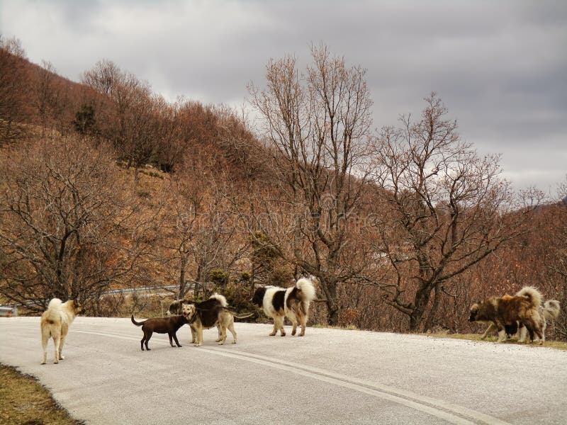 The dogs on road stock photo. Image of farm, freeway - 111991774