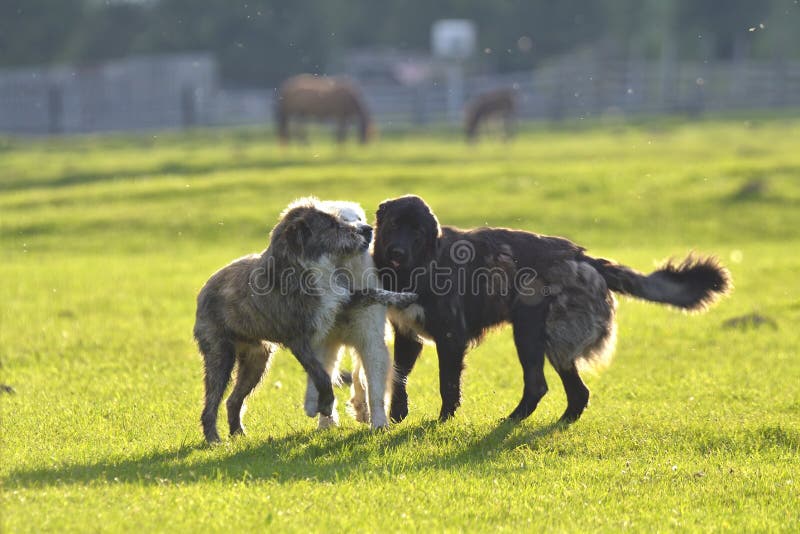 Many Dogs Run and Play in a Meadow Stock Photo - Image of action ...