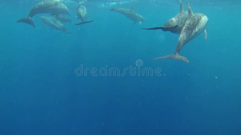 Many Dolphins Chasing Fish during the Morning Hunt-001 Stock Video ...