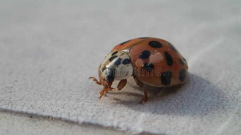Ladybug Cleaning Its Legs, Close Frame Stock Footage - Video of insect ...
