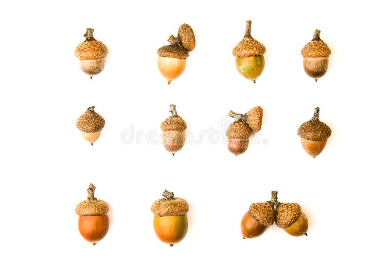 Many Dried Autumn Acorns on Over White Stock Photo - Image of dried ...