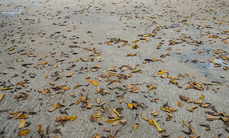 Many Dried Leaves Fall Off on the Concrete Floor Stock Image - Image of ...