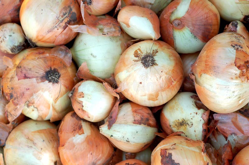 Many dried onion stock image. Image of culinary, ingredient - 27265955