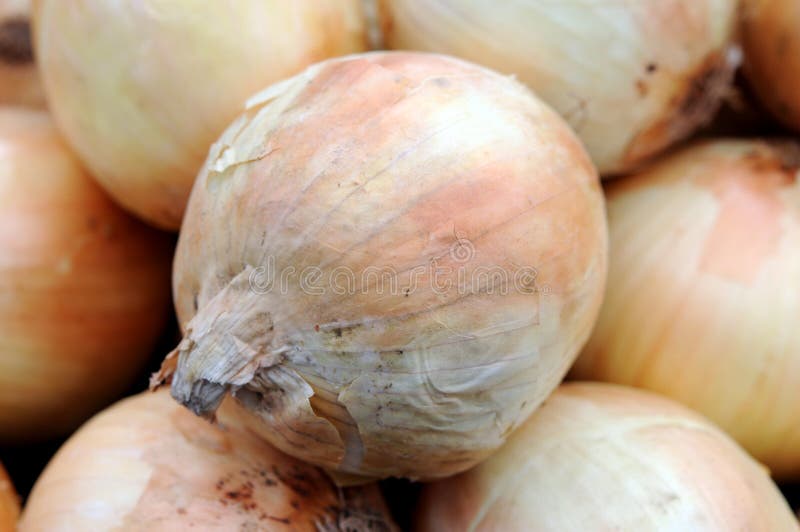 Many dried onion stock photo. Image of nature, pile, crop - 40810218