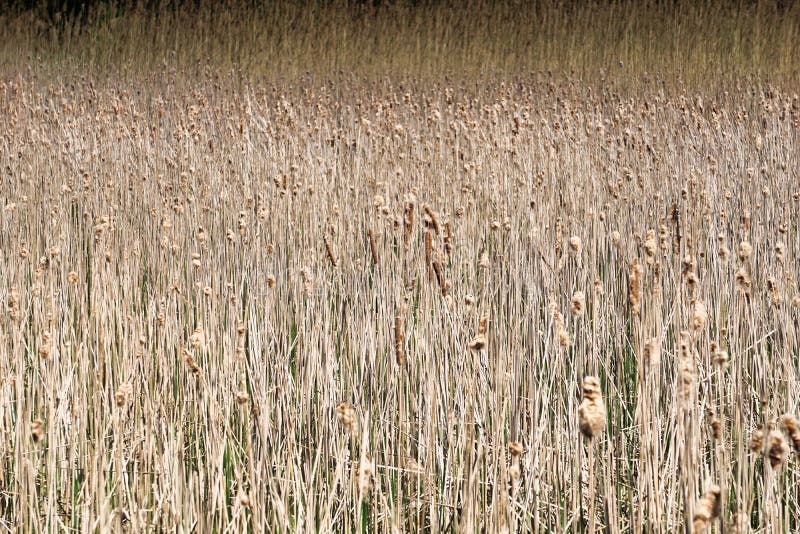 Many Dried Reeds - Horizontal Photograph Stock Photo - Image of flora ...