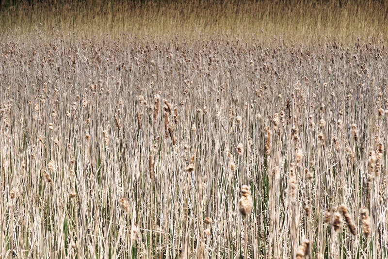 Many Dried Reeds - Horizontal Photograph Stock Image - Image of ...