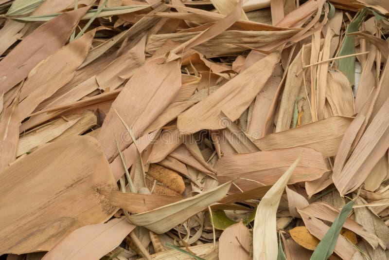 Many Dry Bamboo Leaves As a Background Stock Image - Image of closeup ...