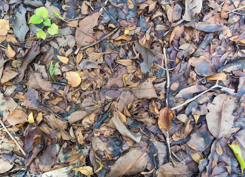 Many Dry Leave for Background Stock Photo - Image of forest, blossom ...