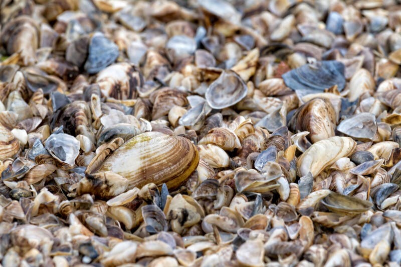 Many dry shell stock photo. Image of outdoors, beautiful - 35213754