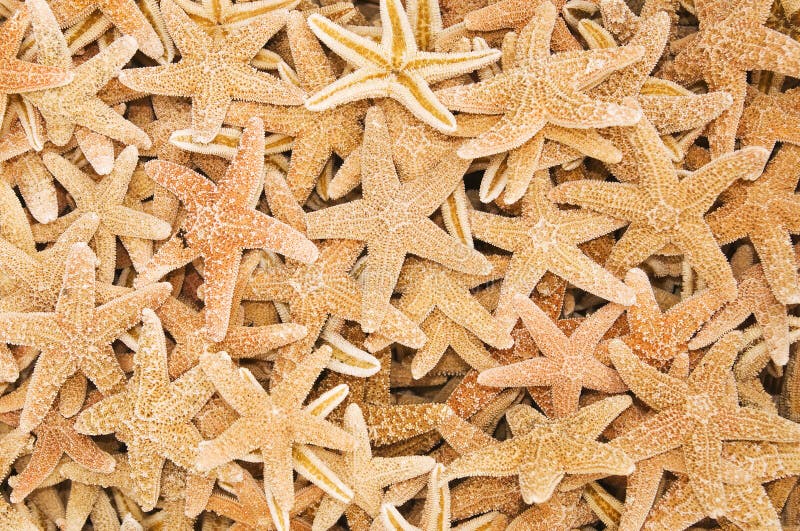 Many dry starfish stock image. Image of large, frame, still - 5197277