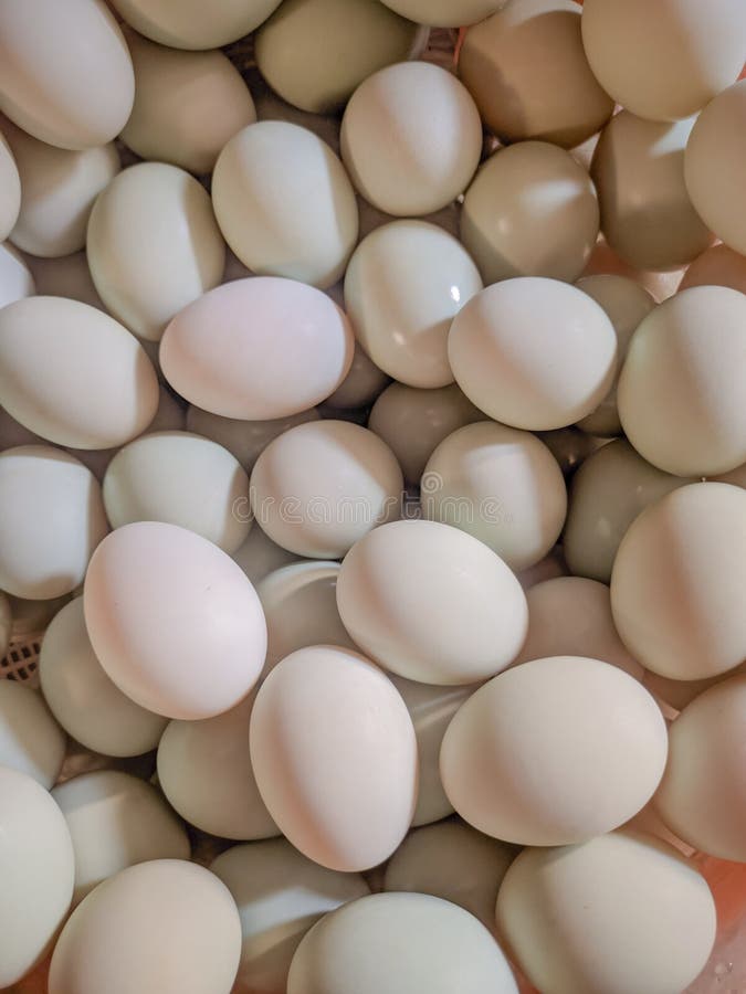 Many Duck Eggs are Oval in Shape and White in Color Stock Image - Image ...