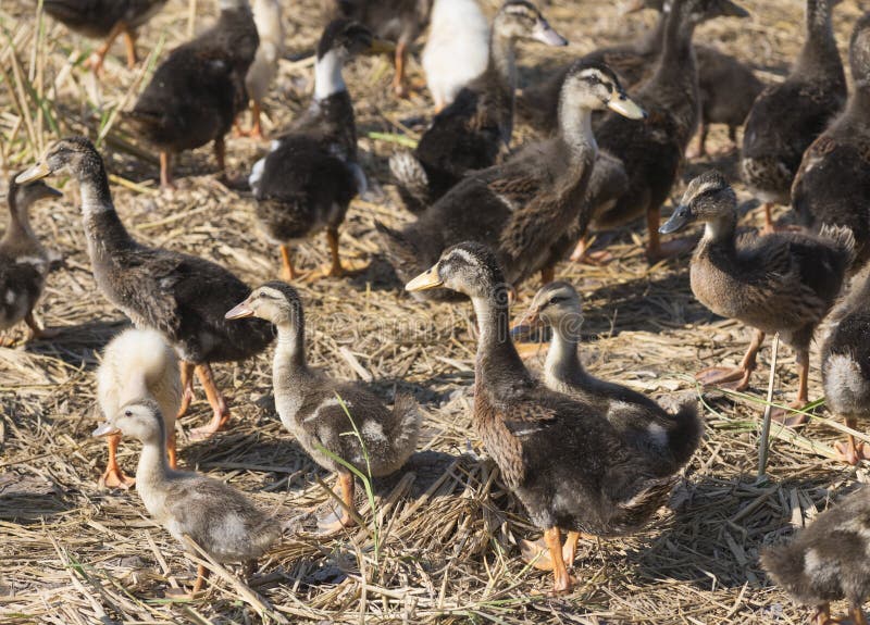Many Ducklings at Duck Farm Stock Photo - Image of full, ground: 72491712