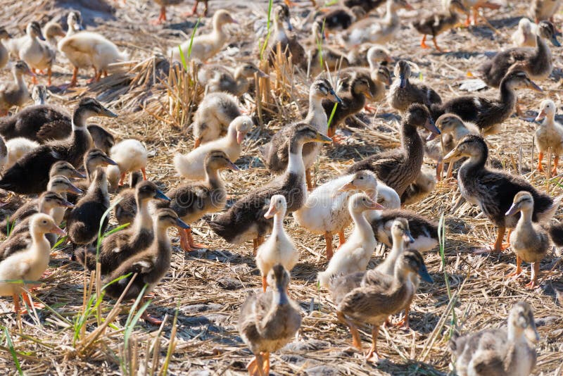 Many Ducklings at Duck Farm Stock Photo - Image of full, ground: 72491712