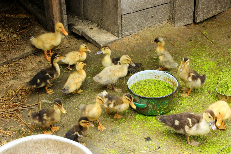 Many Ducklings on the Poultry Stock Image - Image of nestling, neck ...
