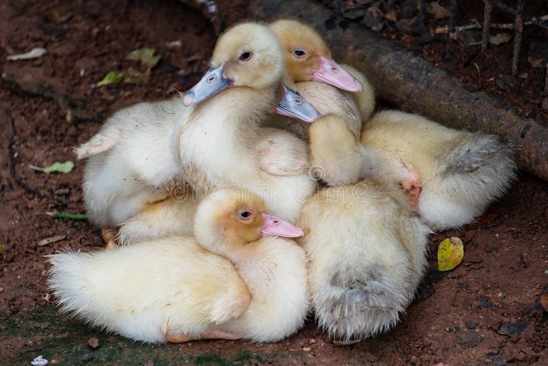 Ducklings Sleeping Under Mother Duck Stock Photo - Image of plumage ...