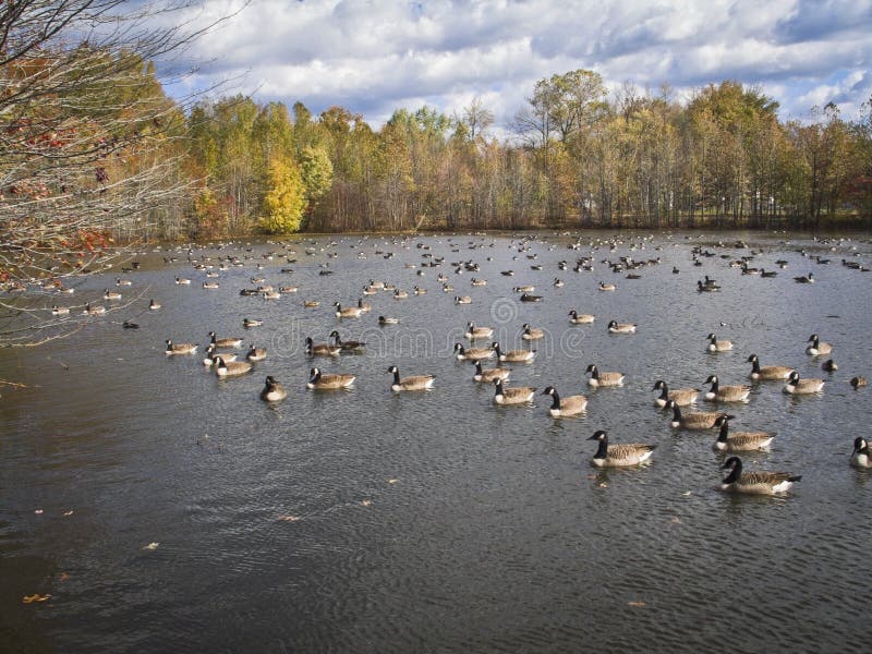 Fall Duck pond stock photo. Image of lake, colors, ripples - 109582