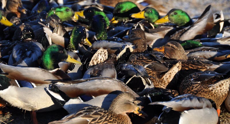 Many ducks stock image. Image of north, clouds, lovely - 43480305
