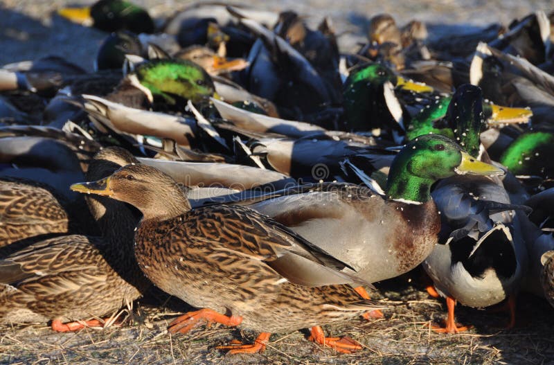 Many ducks stock image. Image of silhouette, green, clouds - 43480459
