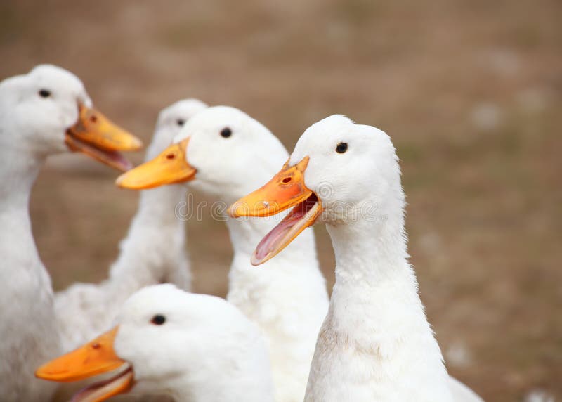 Many ducks in the farm stock photo. Image of wildlife - 92554020