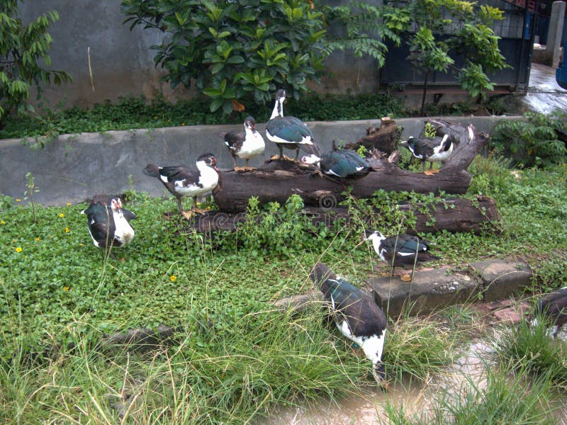 Many Ducks Playing Together Stock Image - Image of pond, goose: 201248655