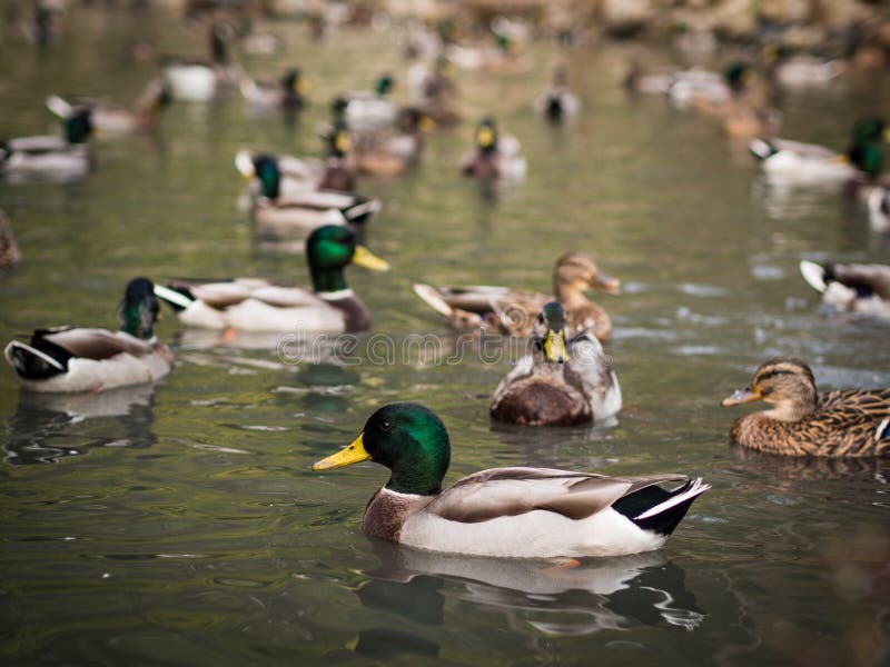 Many Ducks Swimming in Pond Stock Photo - Image of duck, water: 266627286