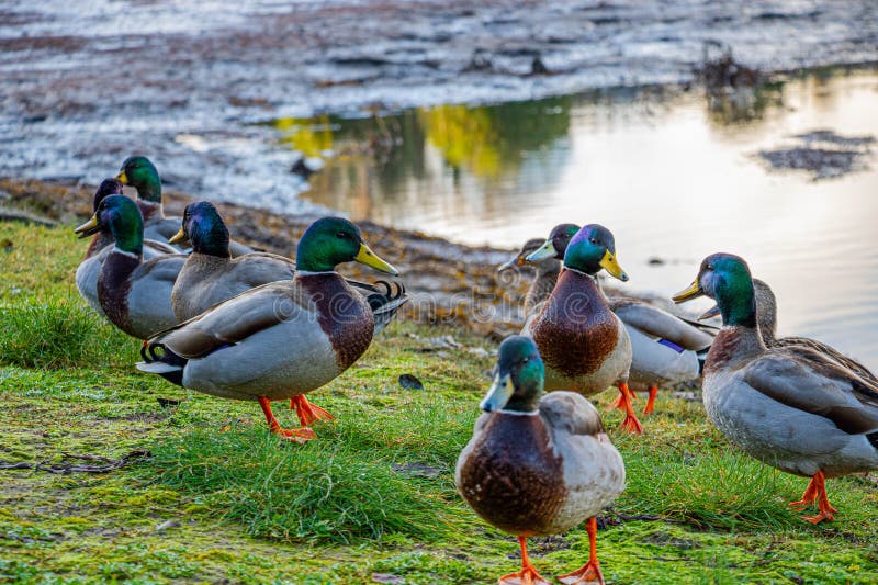 Many Ducks Walking Up the Grass with a Water Surface in the Background ...