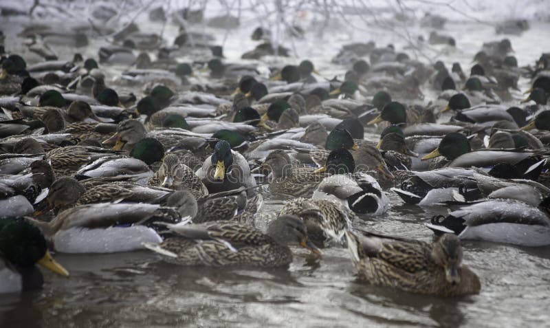 Many ducks in winter pond stock image. Image of beak - 64877113
