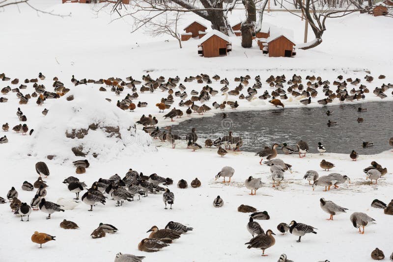 Many ducks at the zoo stock image. Image of small, bright - 54956265