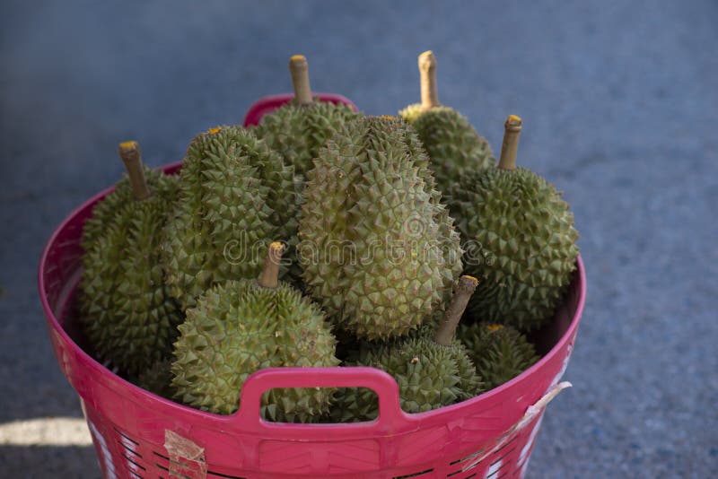 165 Durians Basket Stock Photos - Free & Royalty-Free Stock Photos from ...