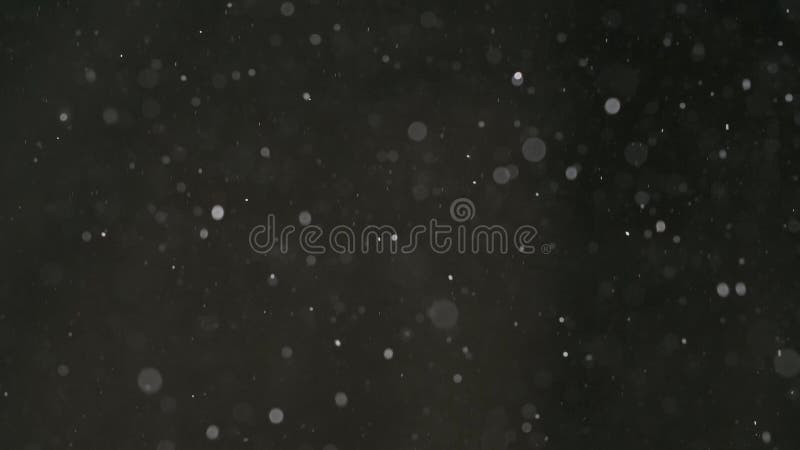 Many Dust Particles White Powder Sparks Floating in Light on Empty Black Contrast Background ...